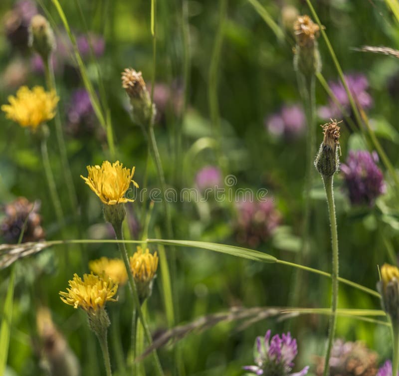 Color Meadow in Color Detail in Spring Day Stock Photo - Image of ...