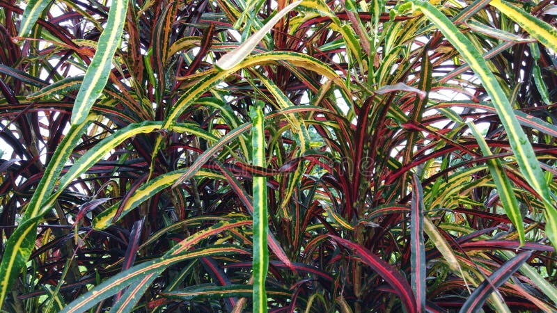 Color mix flower stock photo. Image of black, color - 159343352