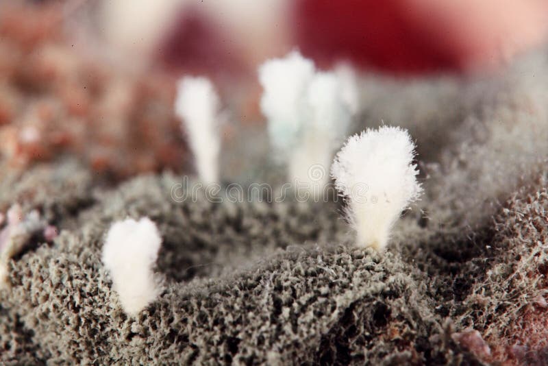 Color mold stock image. Image of natural, fungal, mould - 47174355