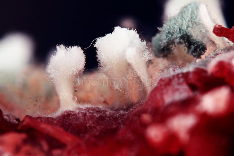 Color mold stock photo. Image of green, isolated, fungal - 47174416