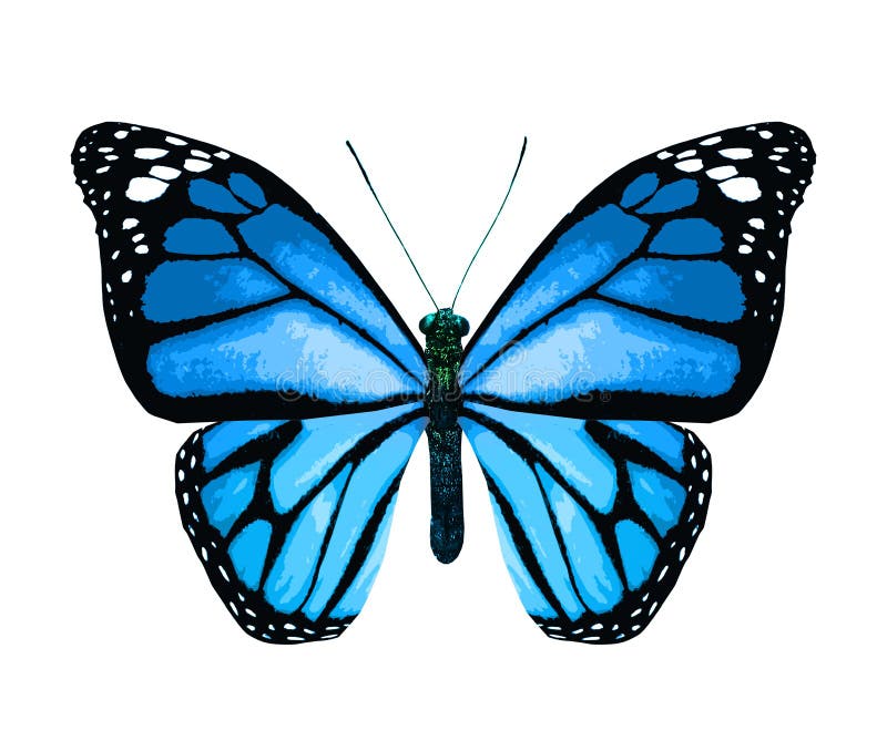 Color Monarch Butterfly Wings, Isolated Stock Image - Image of mariposa ...