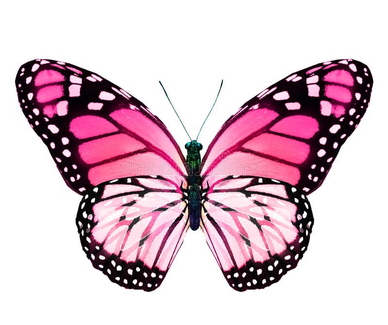 Color Monarch Butterfly , Isolated on the White Stock Photo - Image of ...