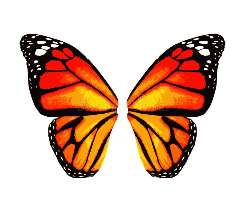 Color Monarch Butterfly Wings, Isolated Stock Photo - Image of garden ...