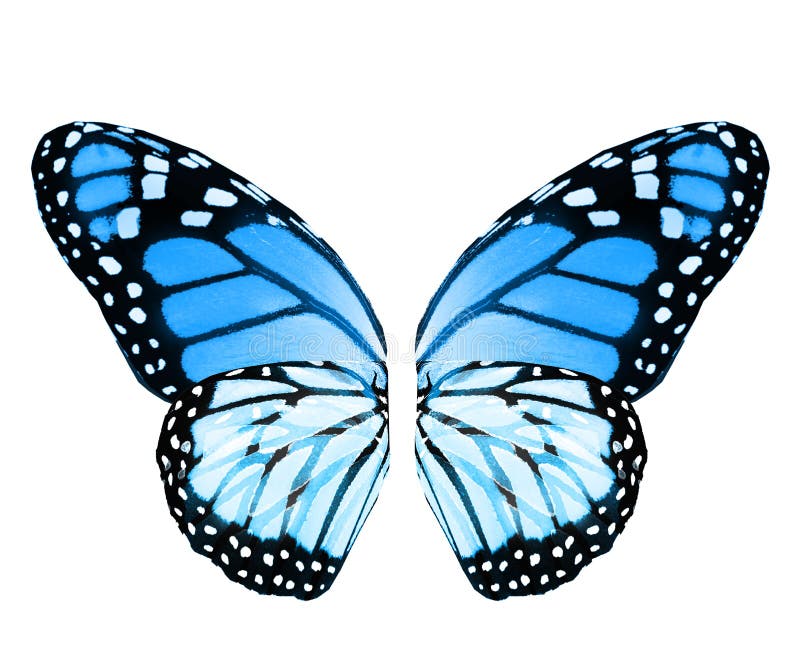 Color Monarch Butterfly Wings, Isolated Stock Photo - Image of freedom ...