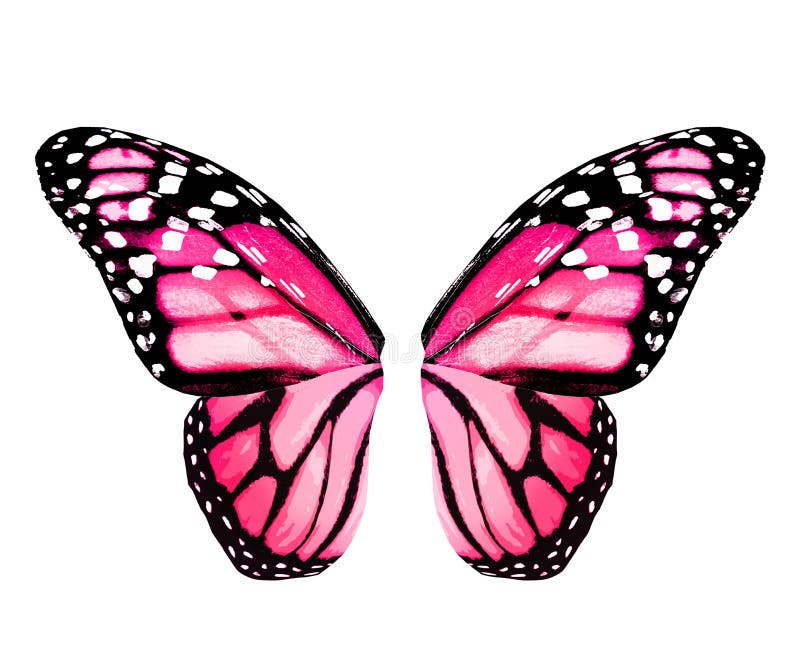 Color Monarch Butterfly Wings, Isolated Stock Photo - Image of garden ...