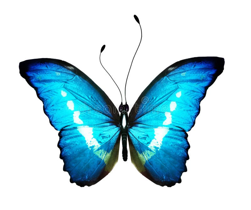 Color Morpho Butterfly , Isolated on the White Stock Image - Image of ...