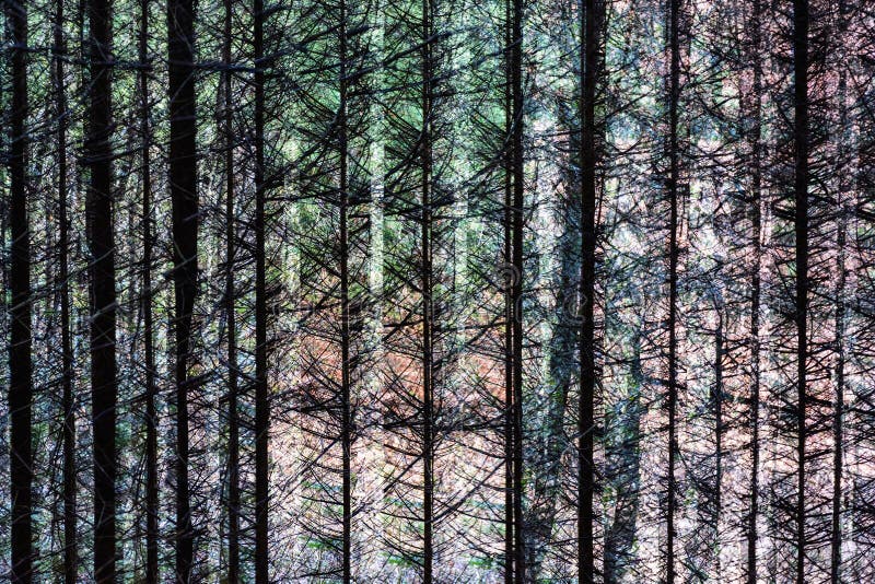 Multiple Exposure Abstract Artful Image of Trees in a Forest, Surreal ...