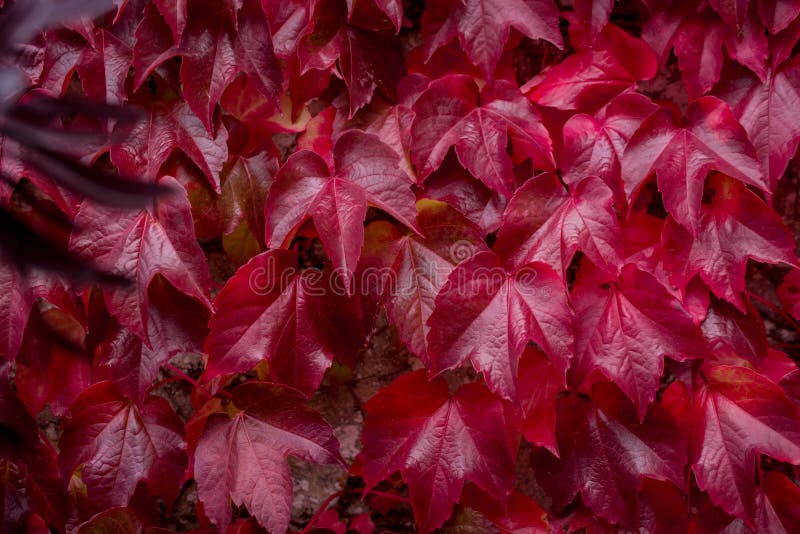 Color Nature Background of of Red Leaves Stock Photo - Image of design ...