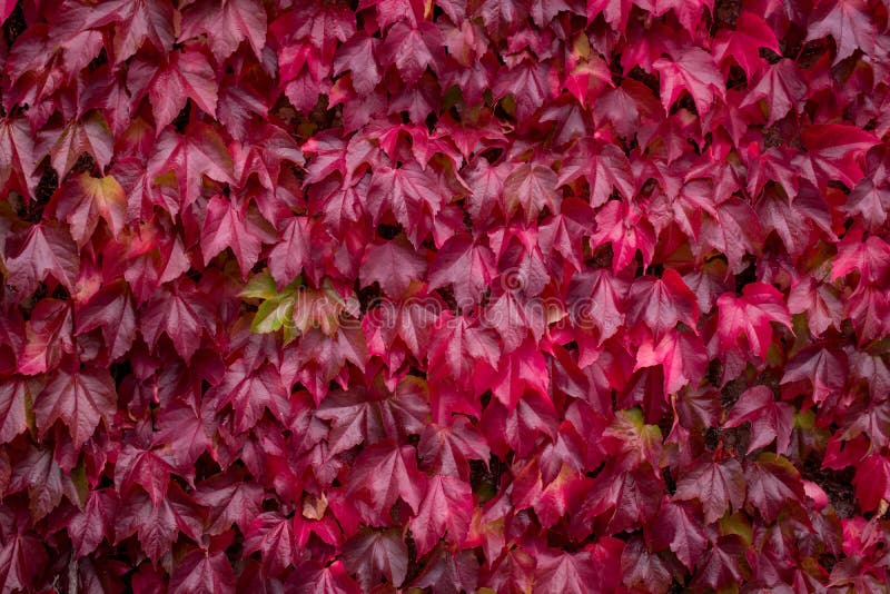 Color Nature Background of of Red Leaves Stock Photo - Image of ...