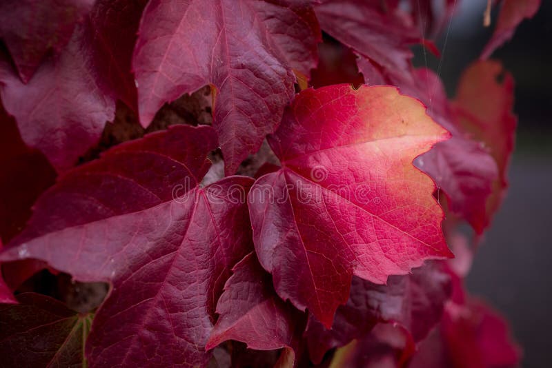 Color Nature Background of of Red Leaves Stock Photo - Image of fall ...