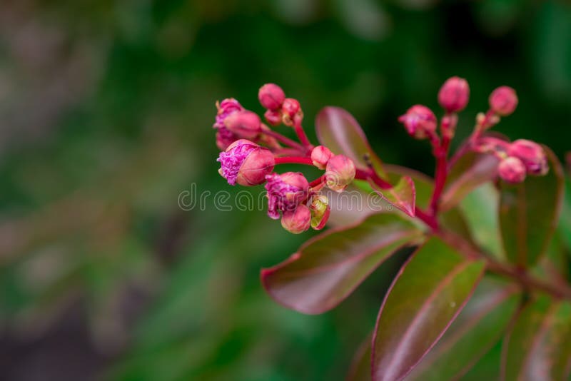 Color Nature Background of of Red Leaves Stock Image - Image of autumn ...