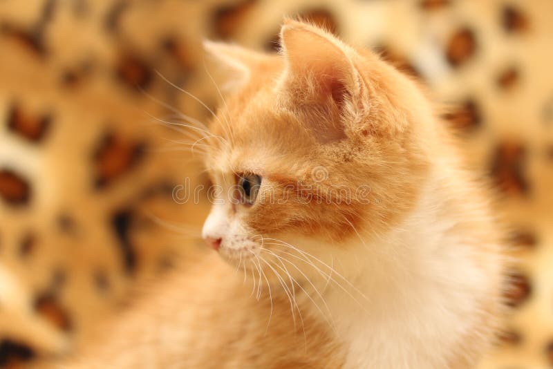 Kitten very nice stock image. Image of grey, animal - 179332733