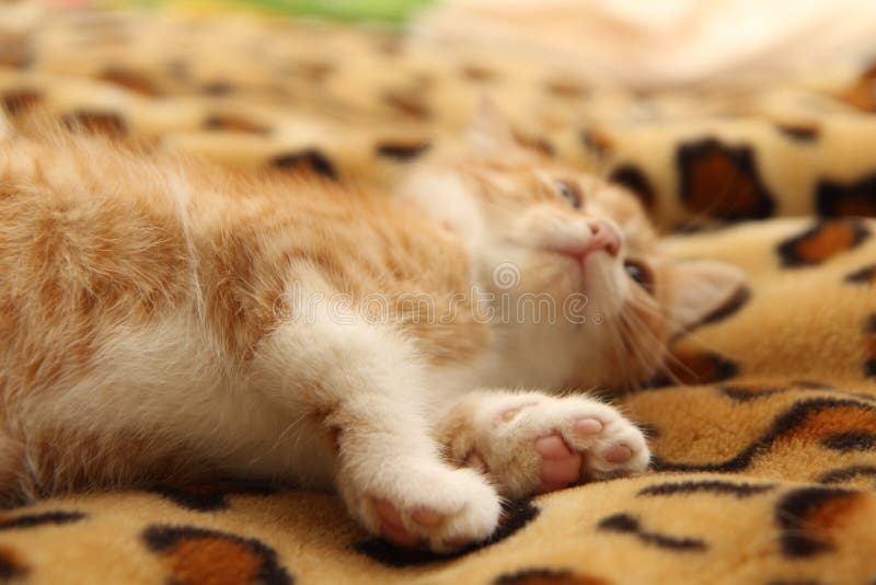 Kitten very nice stock photo. Image of beautiful, curiosity - 179332952