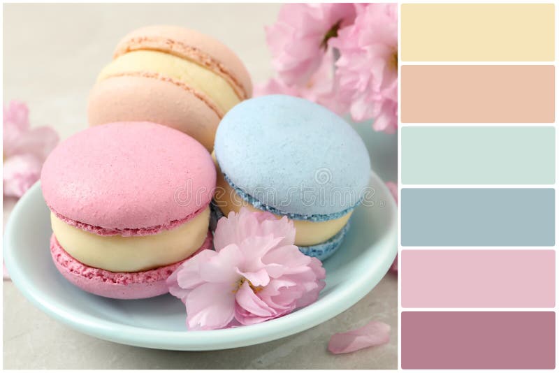 Color Palette and Delicious Macarons and Pink Flowers on Light Grey ...