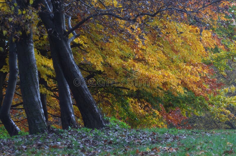 Full Autumn with a Range of Colors Stock Photo - Image of beauty ...