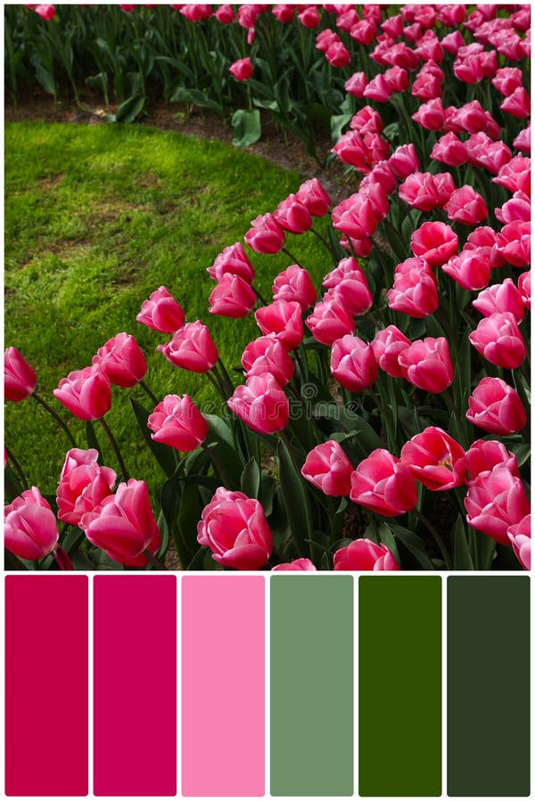 Color Palette and Many Different Beautiful Tulips in Park. Collage ...