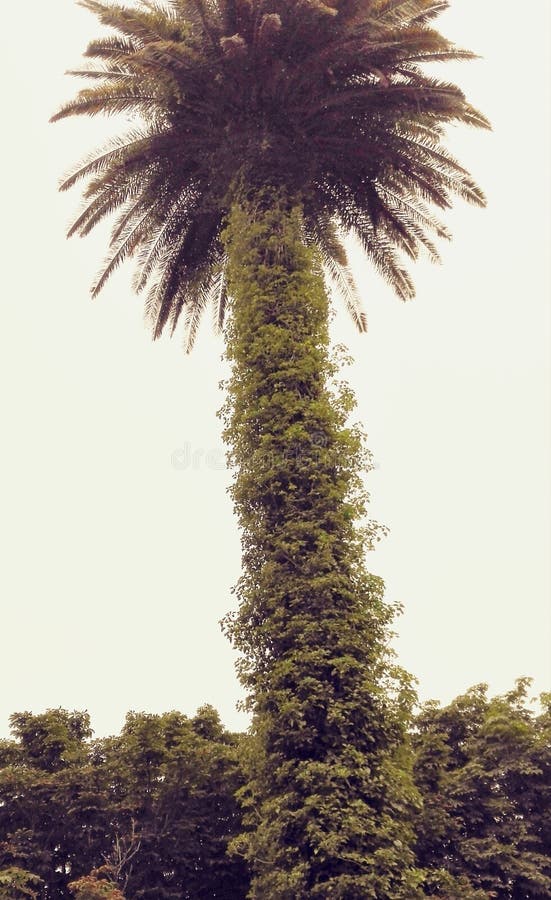 Color Palm stock photo. Image of beautiful, palm, color - 85076812