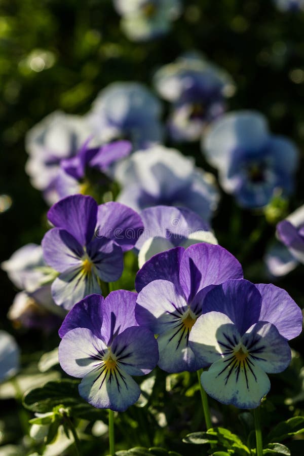 Color pancy flower stock image. Image of decoration, garden - 49159499