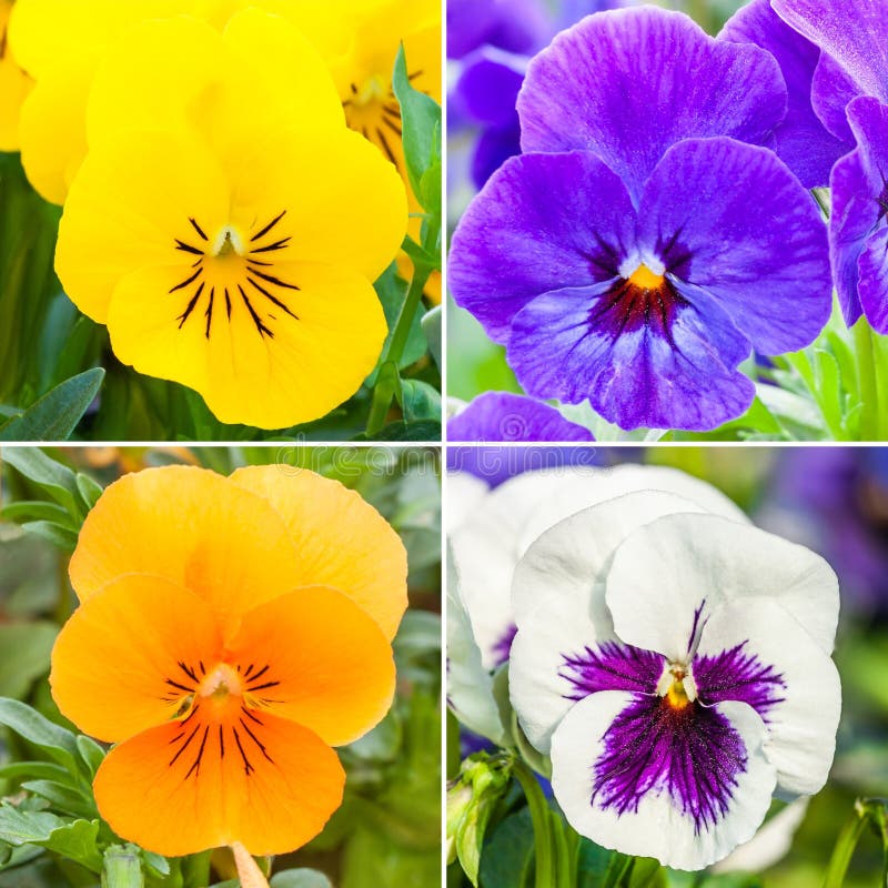 Color pansies stock image. Image of green, botanical - 40557083