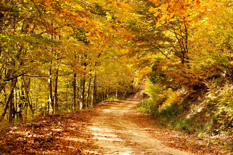 Path in garden stock photo. Image of path, color, leaves - 31360636