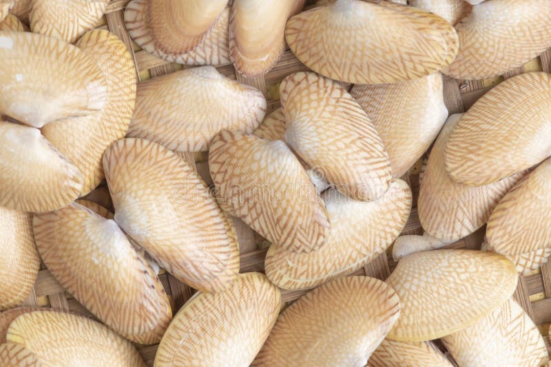 Color Pattern from the Surface of the Pattern Shells, Put in Bamboo ...