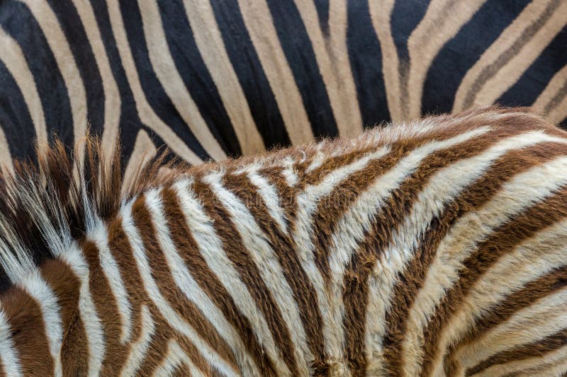 Color and Pattern of Zebra. Stock Photo - Image of wildlife, hair ...