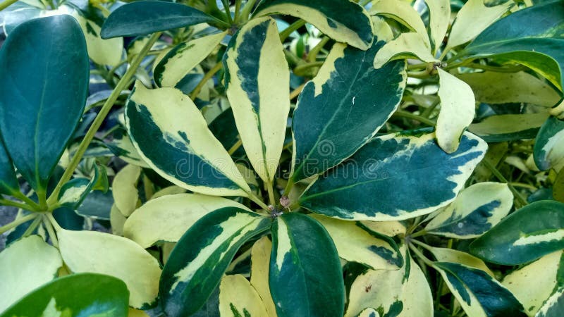 2 Color Patterned Leaves Background Stock Photo - Image of patterned ...