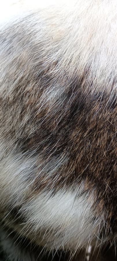 Rabbit fur color patterns stock photo. Image of community - 308293102