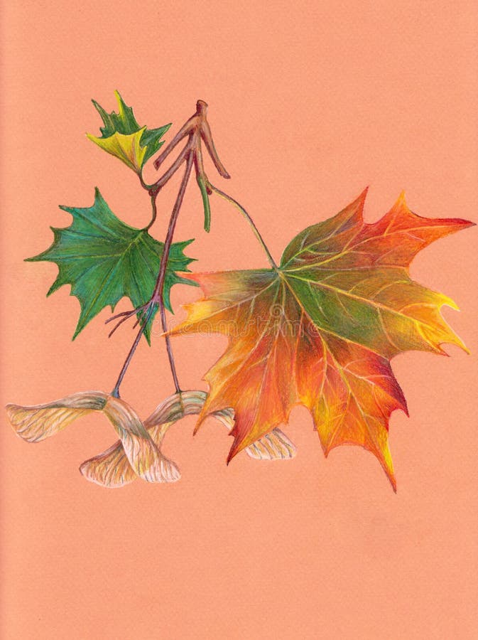 Leaves Maple with Seeds. Illustration on Beige Background. Stock ...