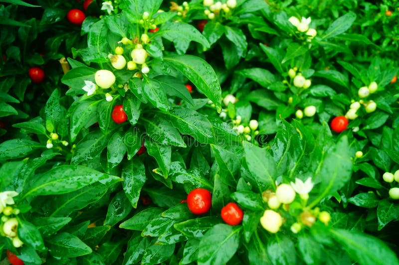 Color Pepper and Pepper Tree Landscape Stock Image - Image of close ...