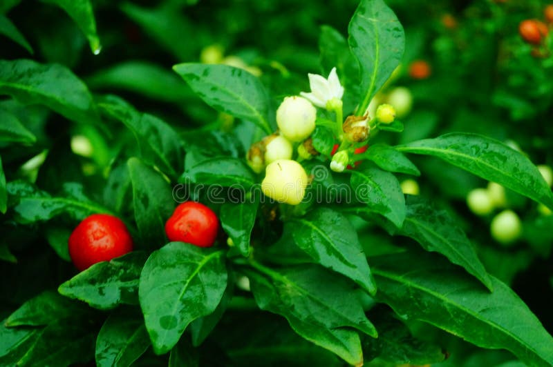 Color Pepper and Pepper Tree Landscape Stock Photo - Image of close ...