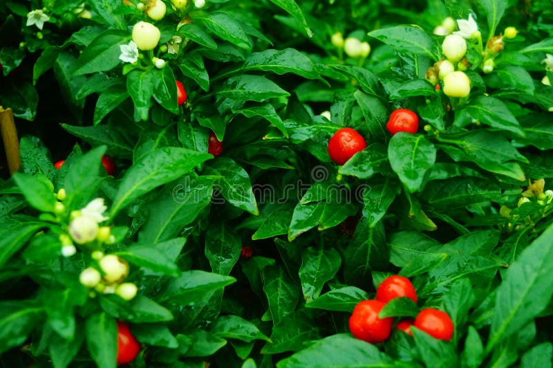 Color Pepper and Pepper Tree Landscape Stock Photo - Image of green ...