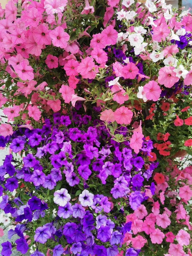 Petuina Flowers Stock Photos - Free & Royalty-Free Stock Photos from ...