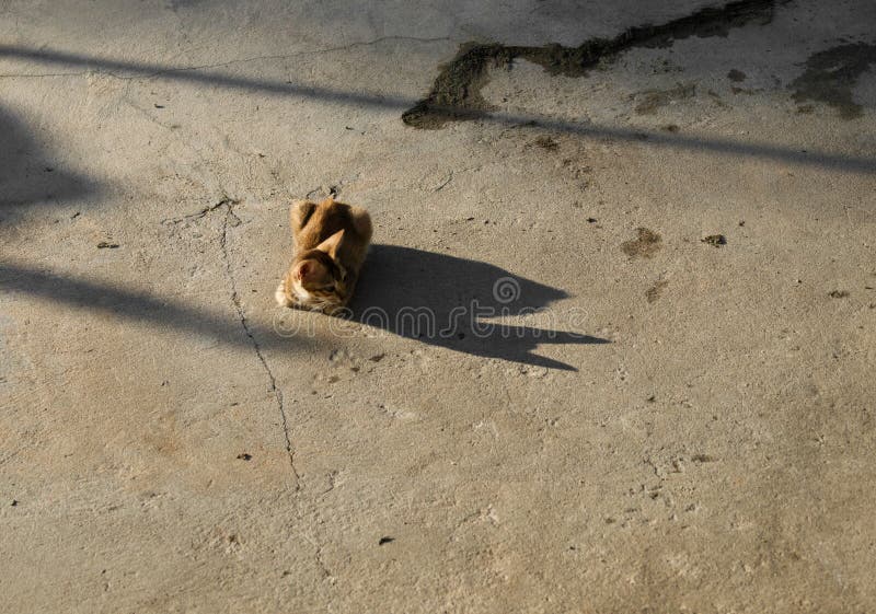 CAT UNDER SUNLIGHT LOOKING at ITS SHADOW Stock Photo - Image of pretty ...