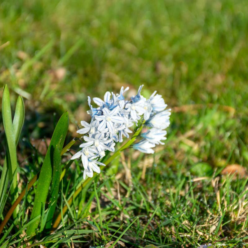 Color Photo of First Spring Flowers and Bright Green Grass, First ...
