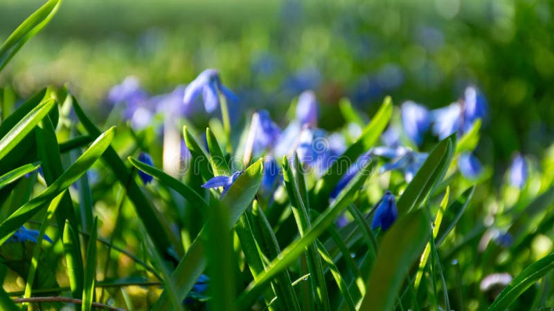 Color Photo of First Spring Flowers and Bright Green Grass, First ...