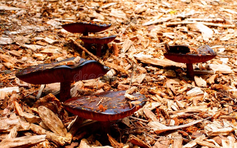 Color Photo of Mushrooms on Bark Black and White 5 of Mush Stock Image ...