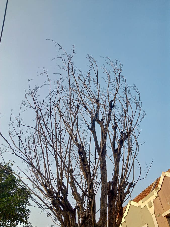 A Color Photo of Towering Dry Trees Stock Photo - Image of isolated ...