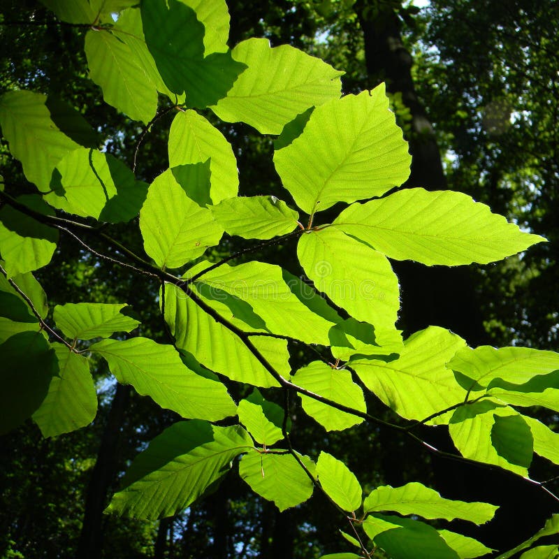 Beech tree leaves stock image. Image of foliage, sunlight - 26747905
