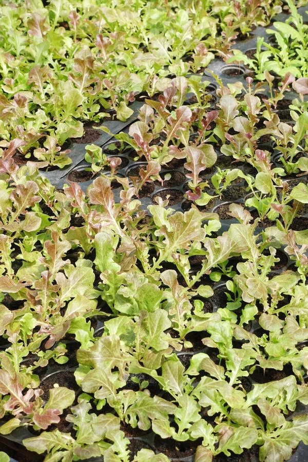 Color Picture of Seedlings in Pots Stock Photo - Image of natural ...