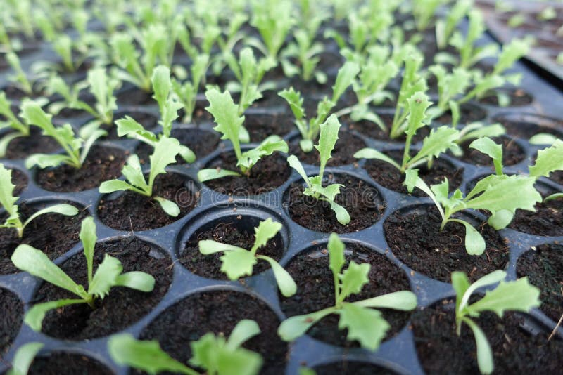 Color Picture of Seedlings in Pots Stock Image - Image of greenhouse ...