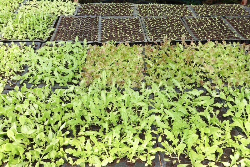 Color Picture of Seedlings in Pots Stock Image - Image of leaf, flora ...