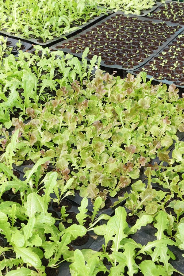Color Picture of Seedlings in Pots Stock Photo - Image of cultivate ...