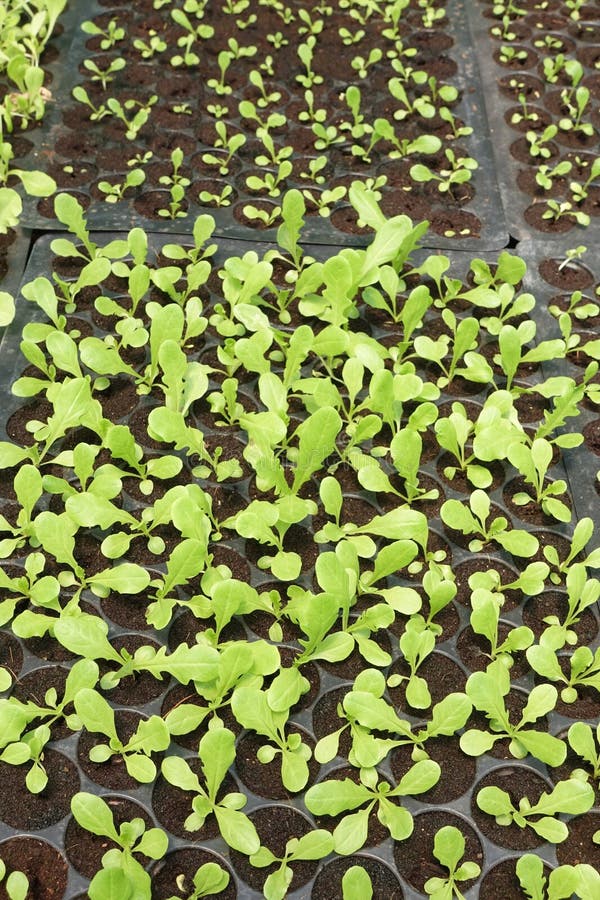 Color Picture of Seedlings in Pots Stock Photo - Image of botany ...