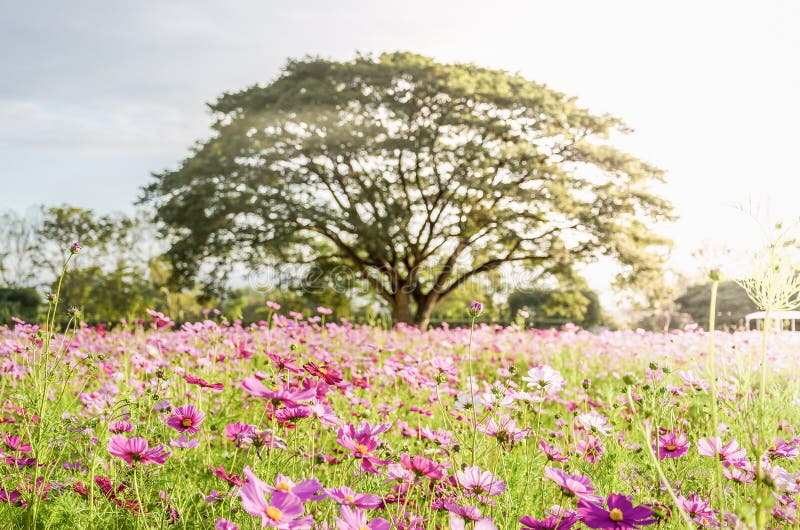 Color pink flower field stock photo. Image of field, colorful - 57206936