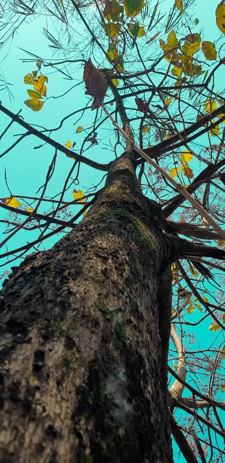 Color plants tree stock photo. Image of color, tree - 266001480