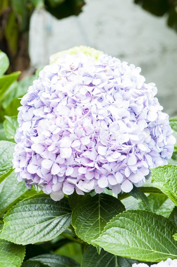 Color purple flower stock image. Image of aroma, floral - 44290765