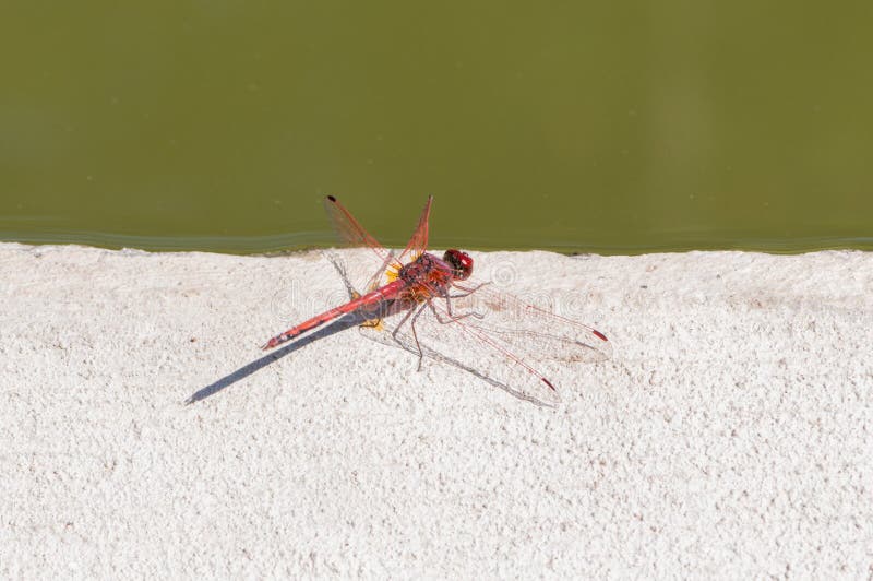 Color red dragonfly stock photo. Image of anisoptera - 44640308