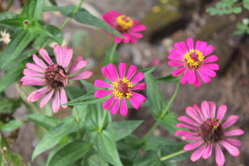 Color Rosa De La Flor De Zinnia Peruana Imagen de archivo - Imagen de ...