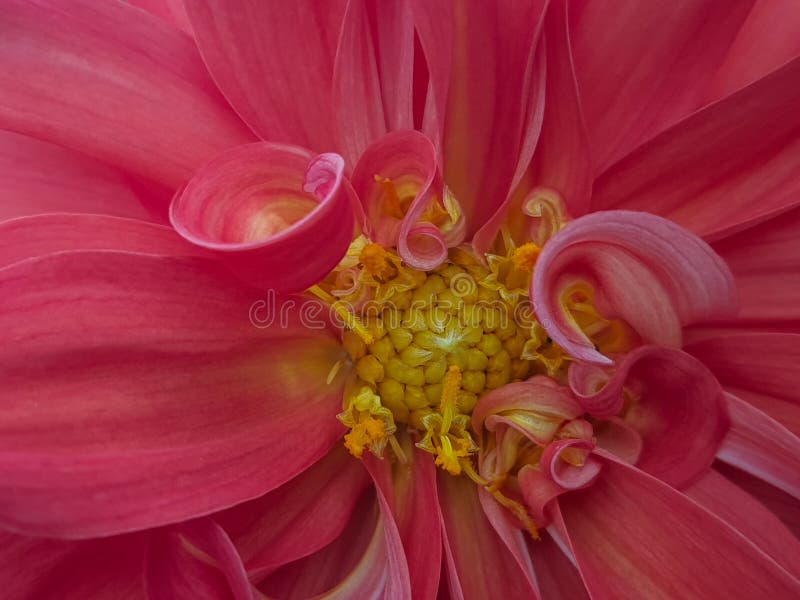 Color Rosa Hermosa Flor Tropical De Srilanka Imagen de archivo - Imagen ...